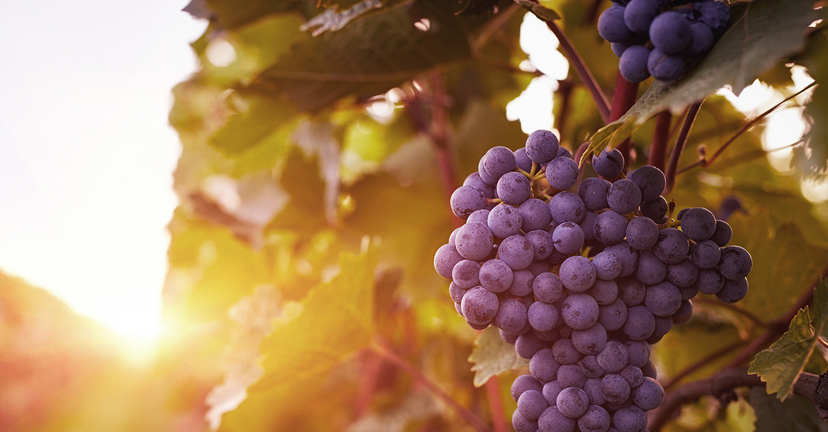 Wine not? Primary production land tax exemption no longer on the vine ...